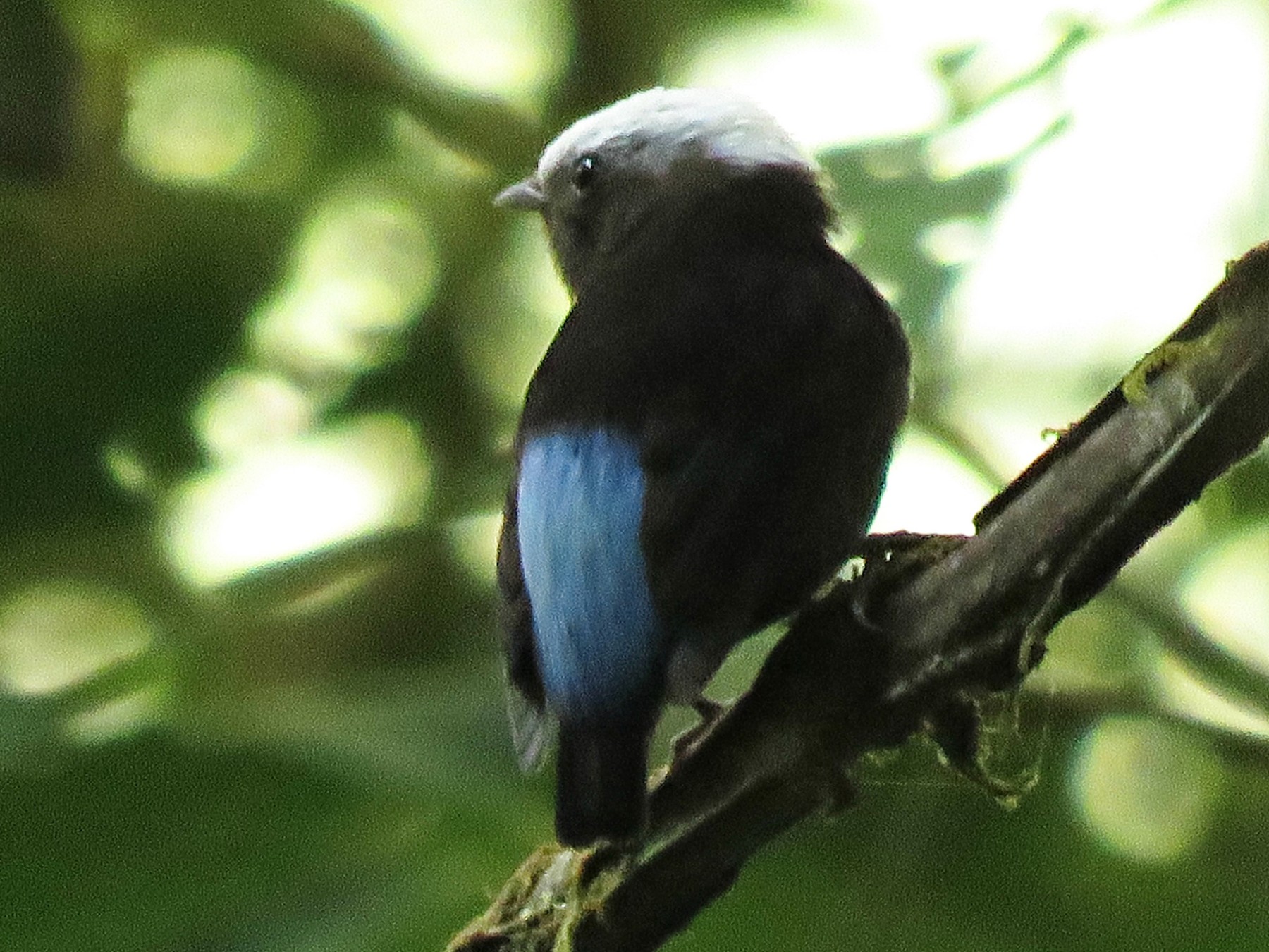 Blue-rumped Manakin - eBird