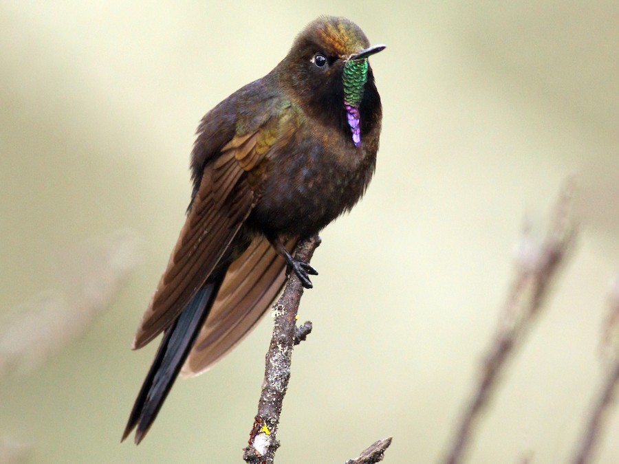 Plavoleđi trnokljuni kolibri - eBird
