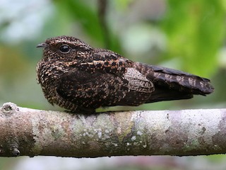 Blackish Nightjar - eBird
