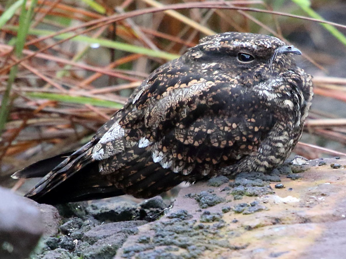 Blackish Nightjar - eBird