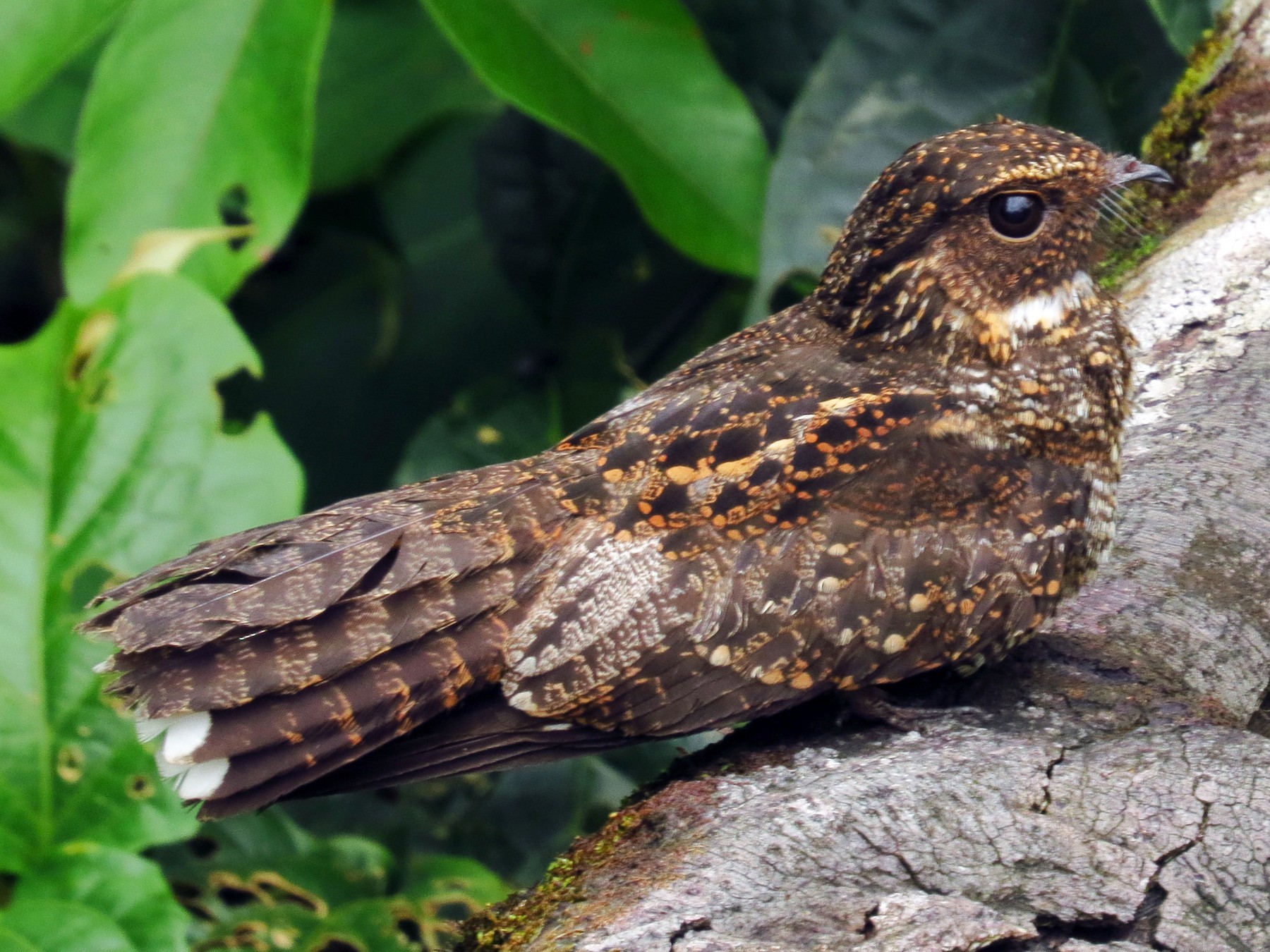 Blackish Nightjar - eBird