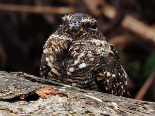 Blackish Nightjar - eBird