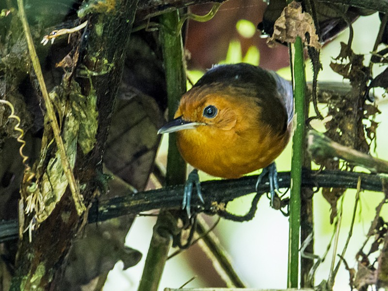 Blackish Antbird - eBird