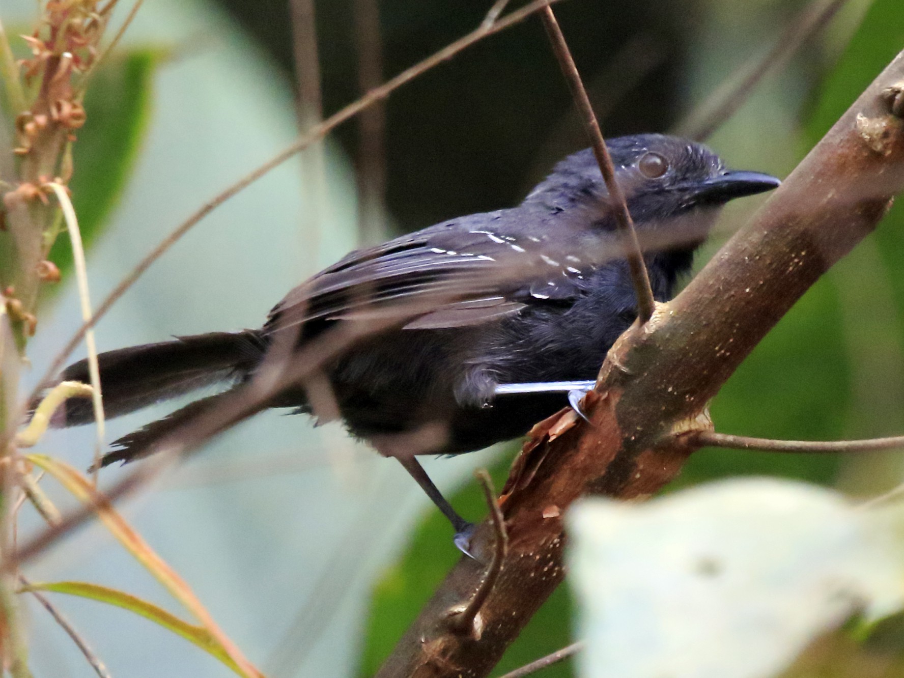 Blackish Antbird - eBird