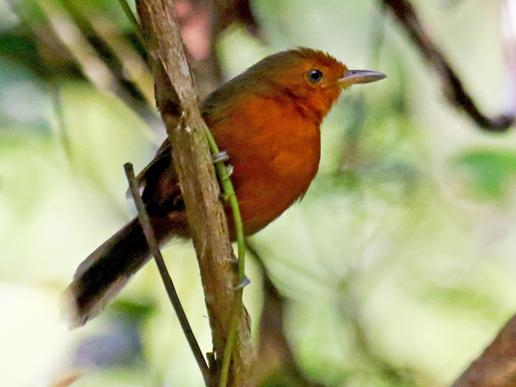 Blackish Antbird - eBird