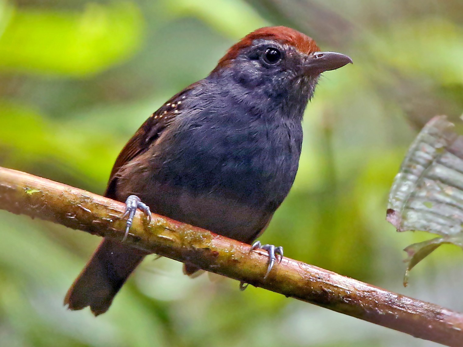 Bicolored Antvireo - eBird