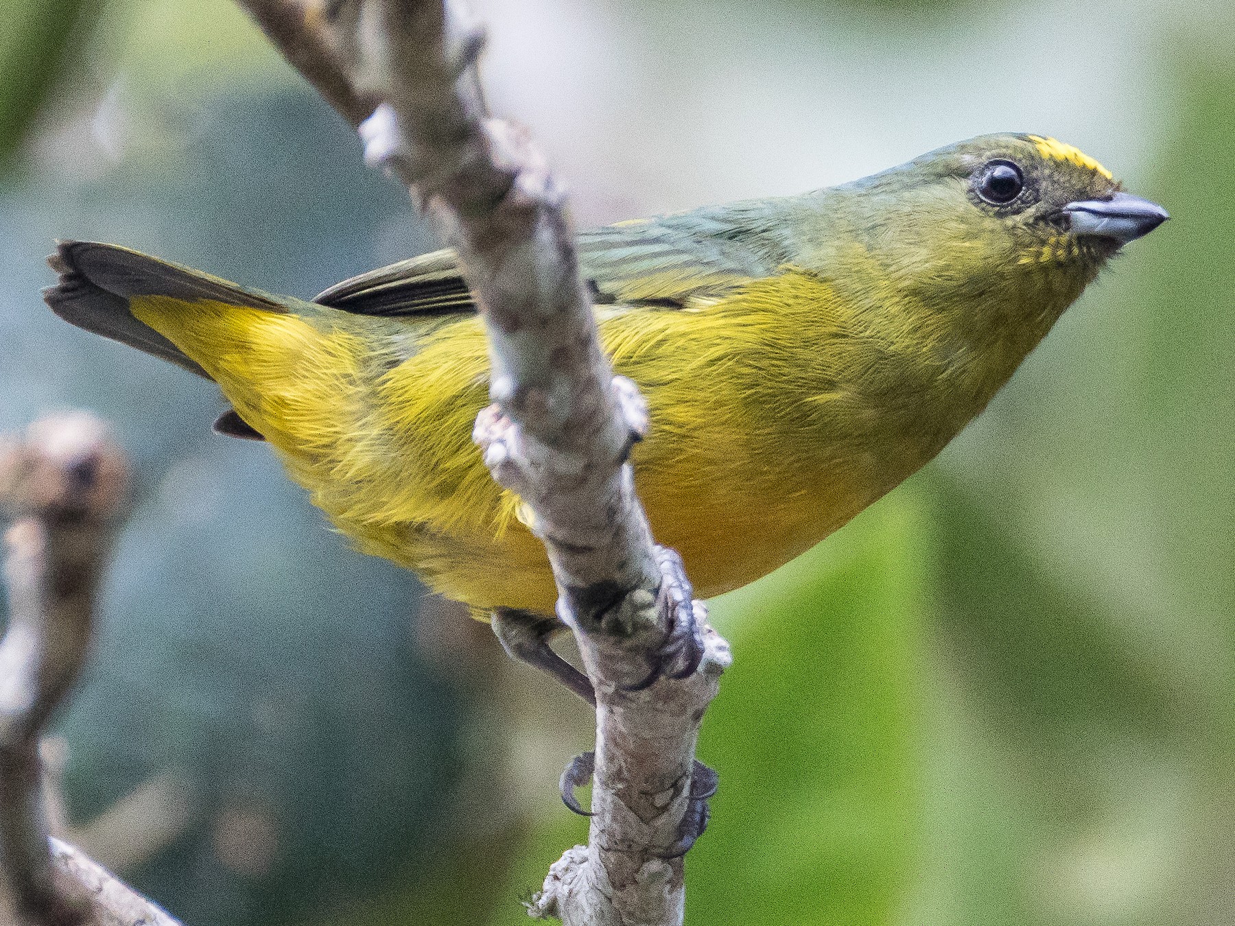 Bronze-green Euphonia - eBird