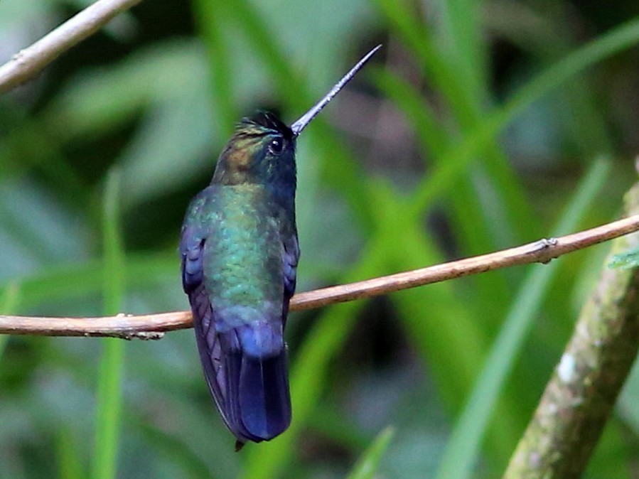 Blue-fronted Lancebill - eBird