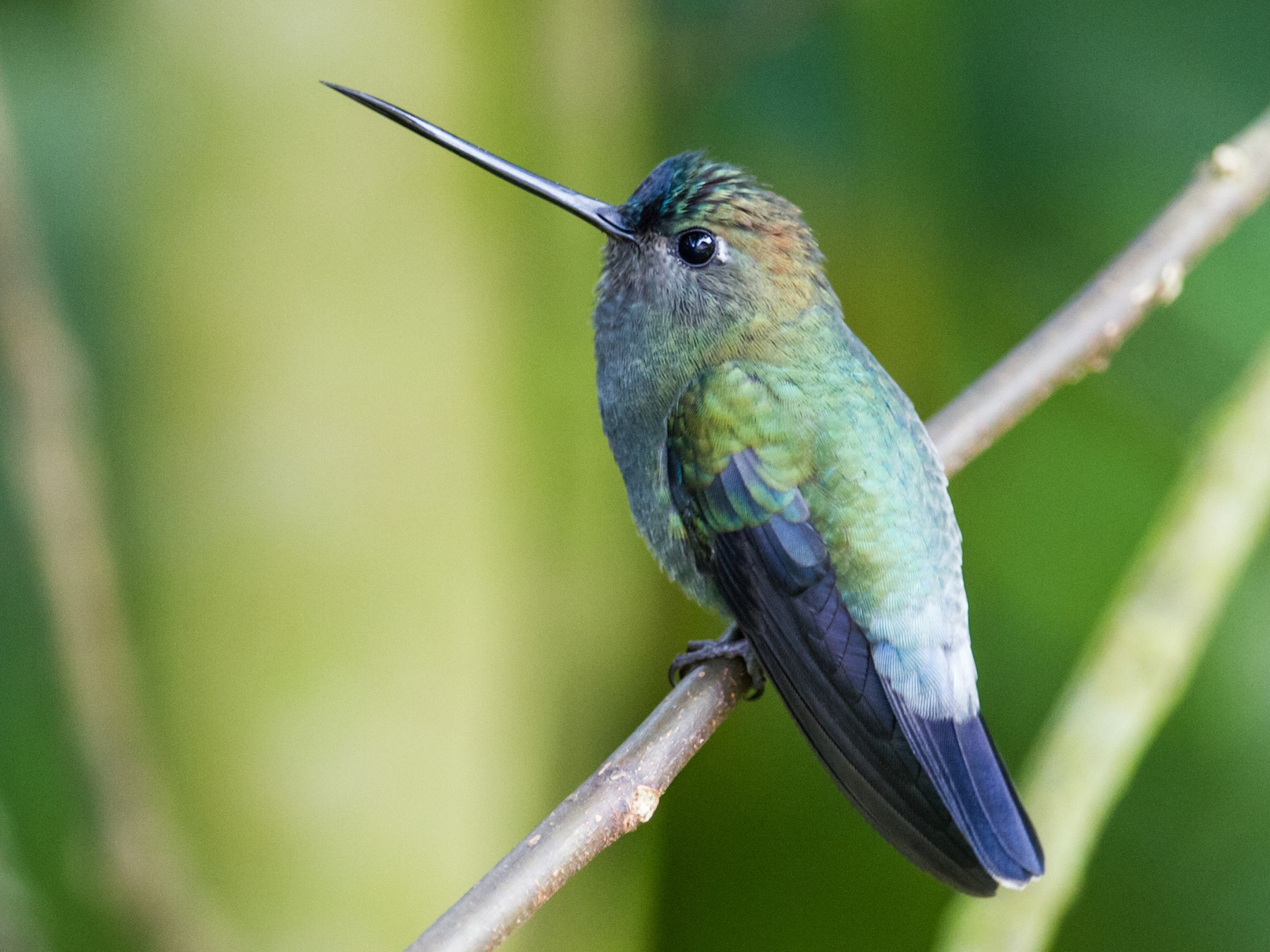 Blue-fronted Lancebill - eBird