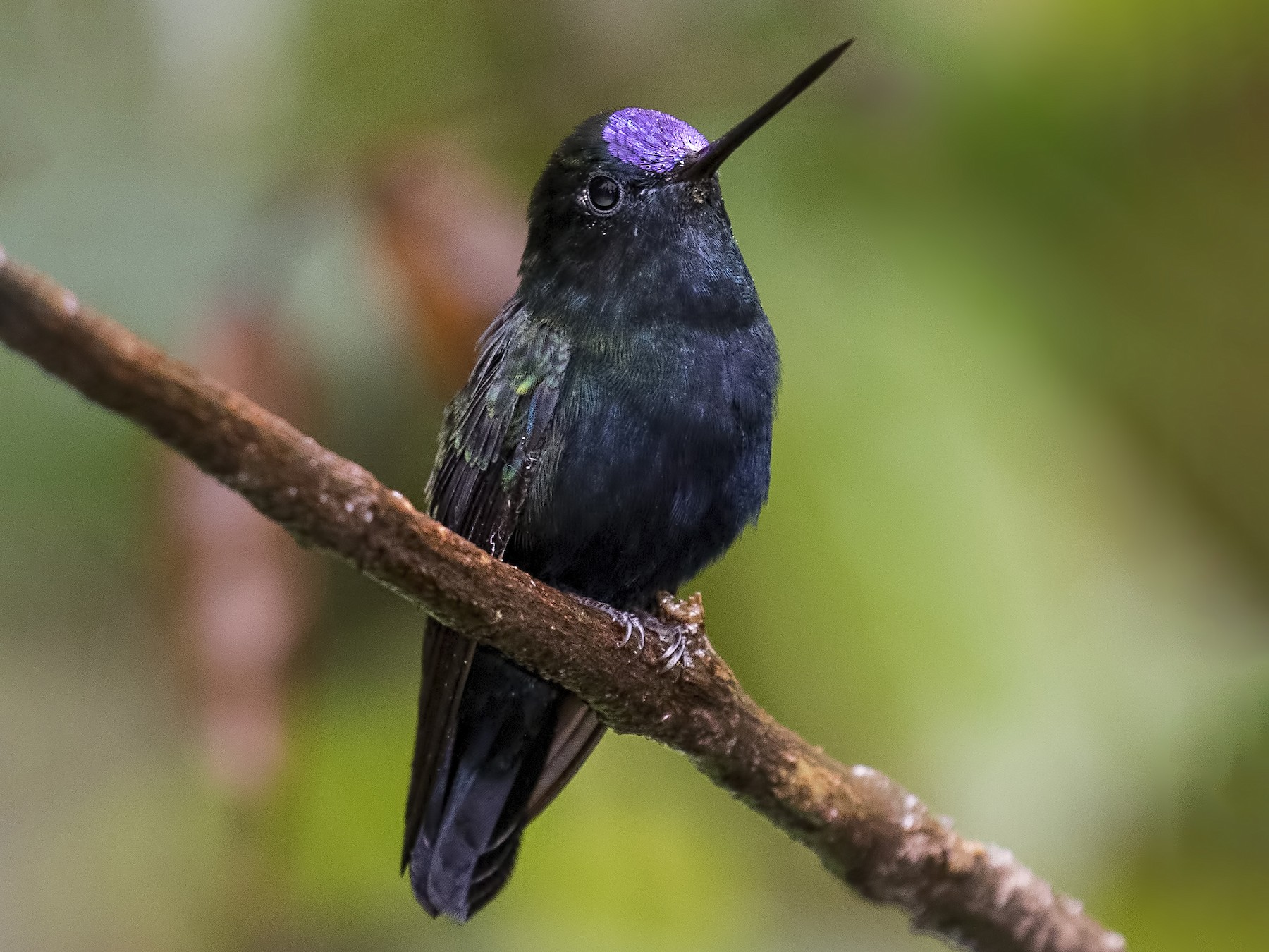 Blue-fronted Lancebill - eBird