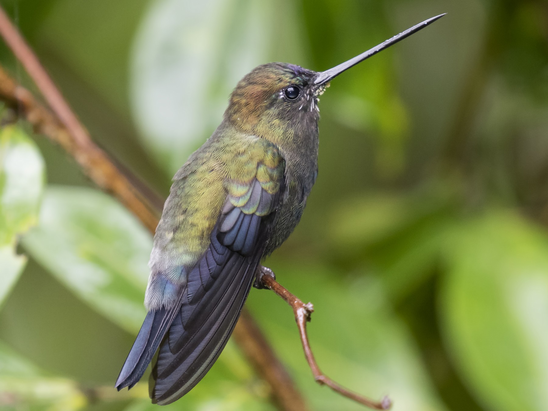 Blue-fronted Lancebill - eBird