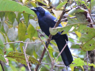 Beautiful Jay - eBird