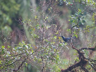 Beautiful Jay - eBird