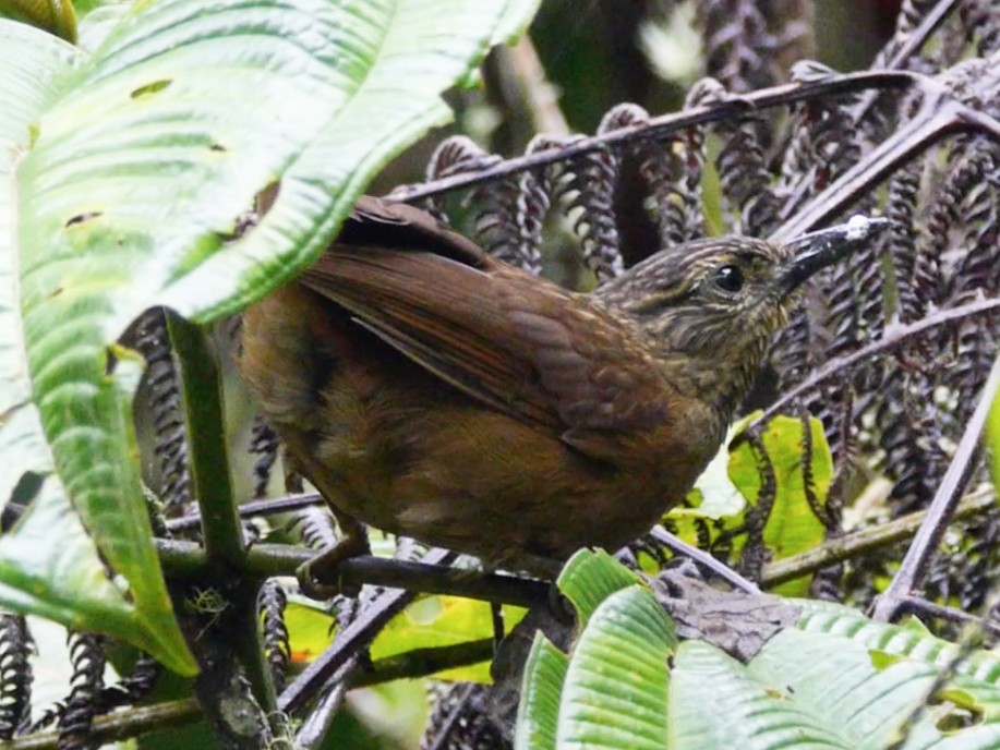 Black-billed Treehunter - eBird