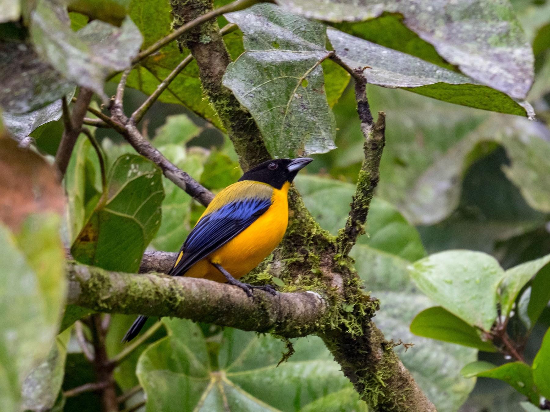 Black-chinned Mountain Tanager - eBird