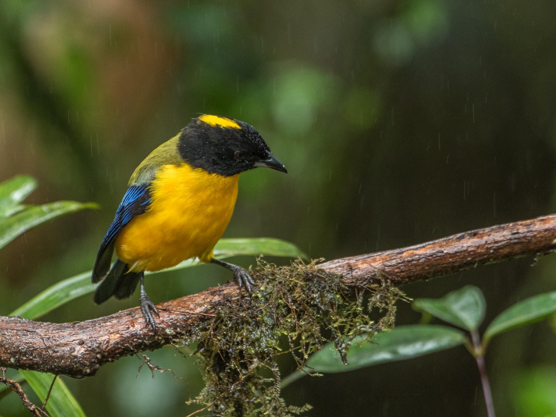 Black-chinned Mountain Tanager - eBird