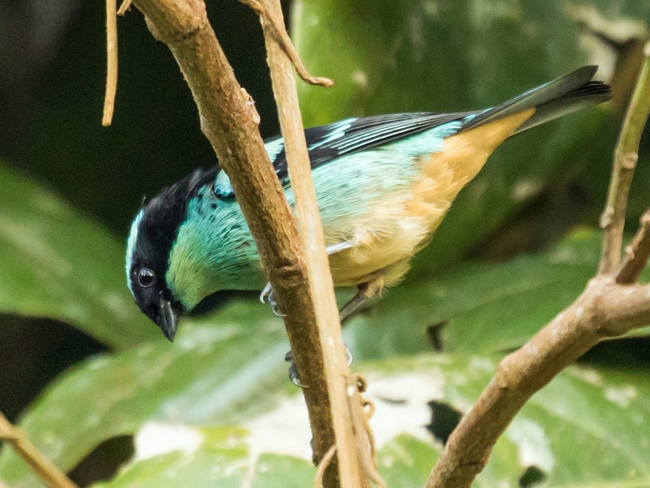 Blue-browed Tanager - eBird