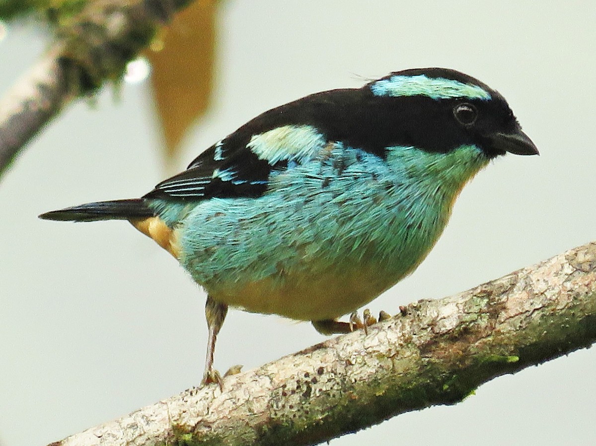 Blue-browed Tanager - Tangara cyanotis - Birds of the World