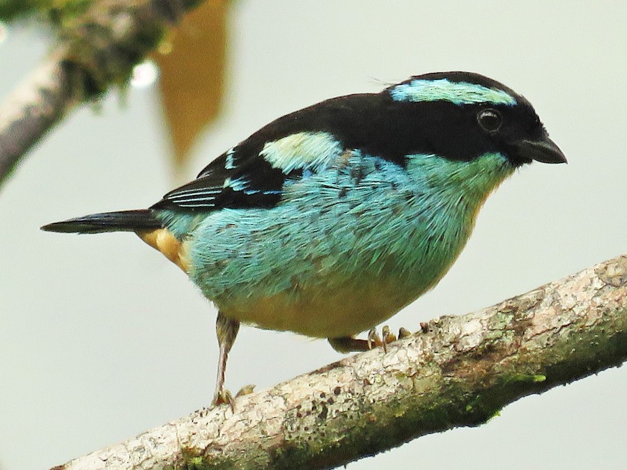 Blue-browed Tanager - eBird
