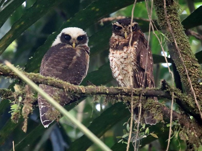 Band-bellied Owl - eBird