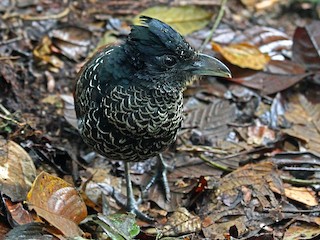 Banded Ground-Cuckoo - eBird