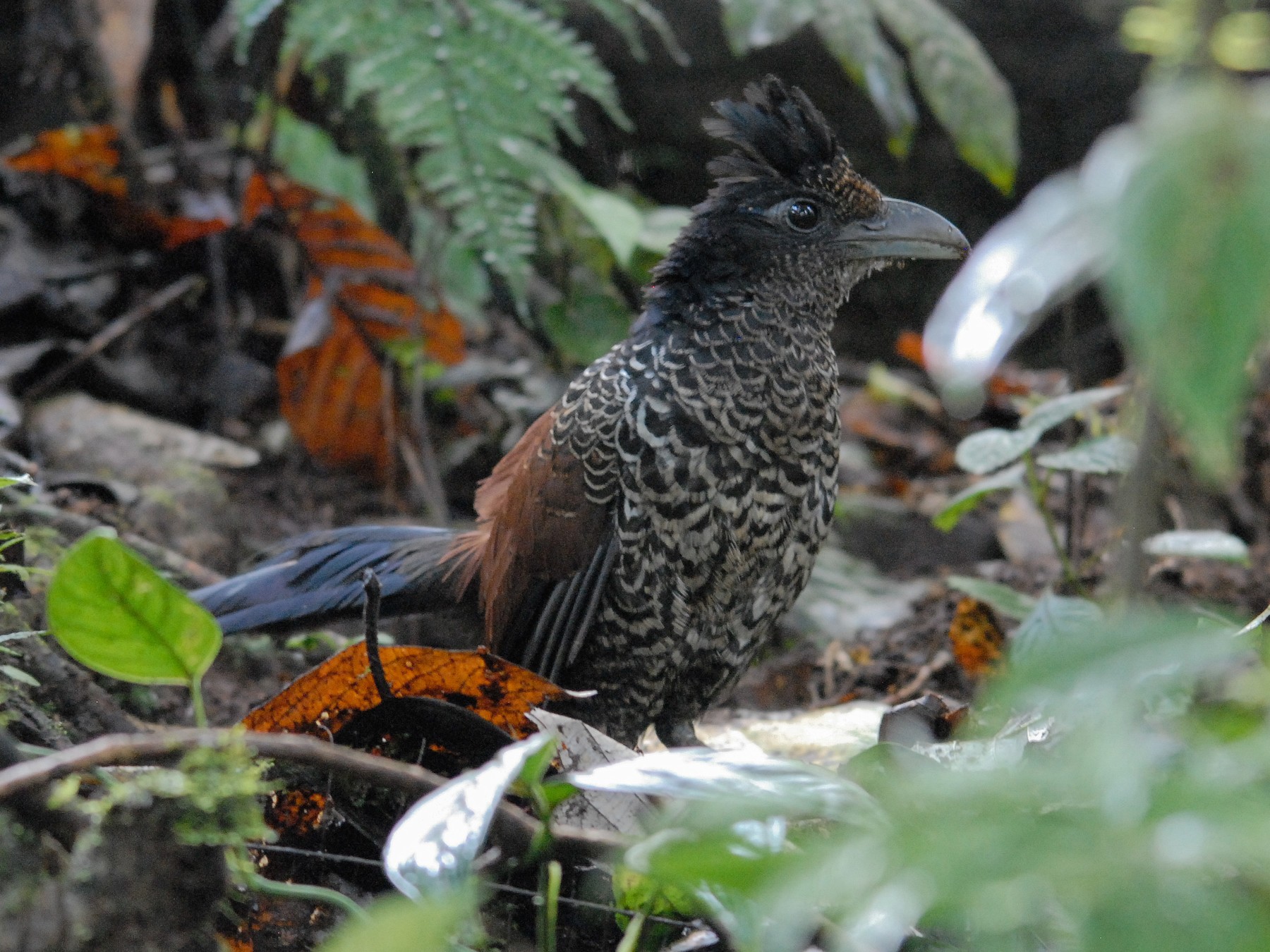 Banded Ground-Cuckoo - eBird