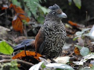 Banded Ground-Cuckoo - eBird