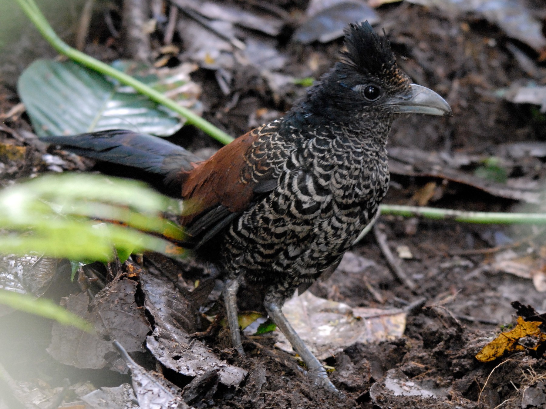 Banded Ground-Cuckoo - eBird