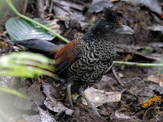 Banded Ground-Cuckoo - eBird