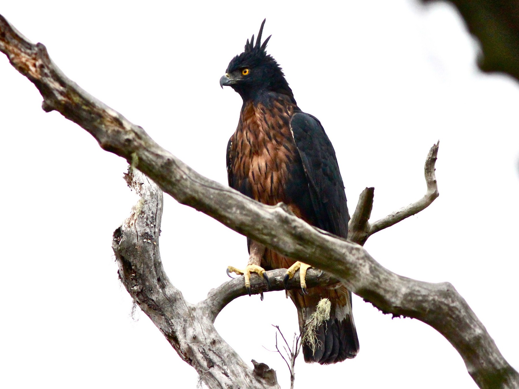 Black-and-chestnut Eagle - eBird
