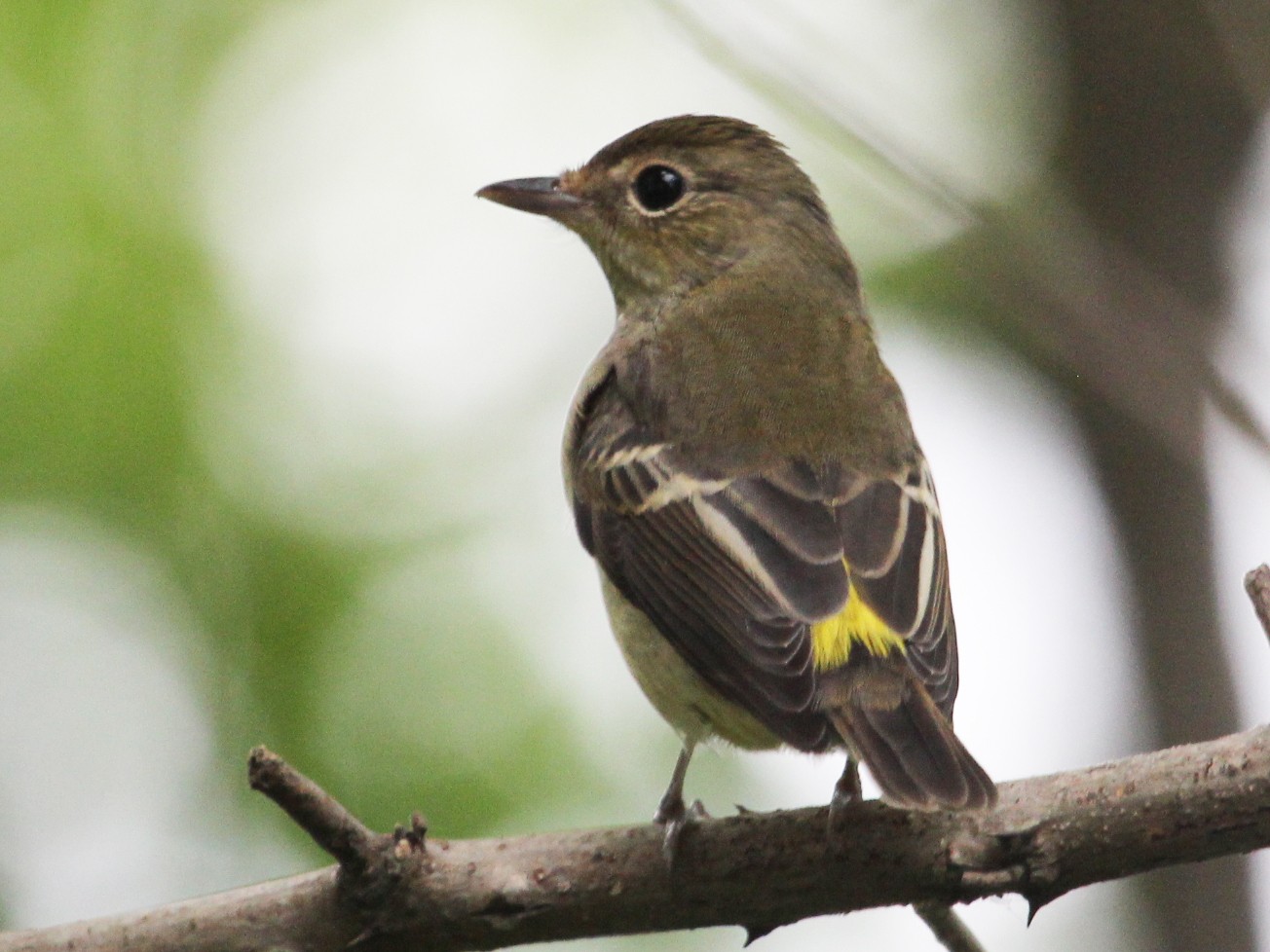 Yellow-rumped Flycatcher - eBird