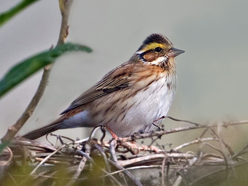 Yellow-browed Bunting - eBird