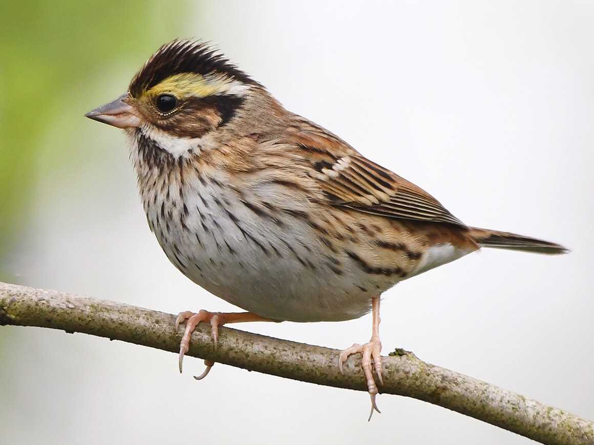 Yellow-browed Bunting - eBird