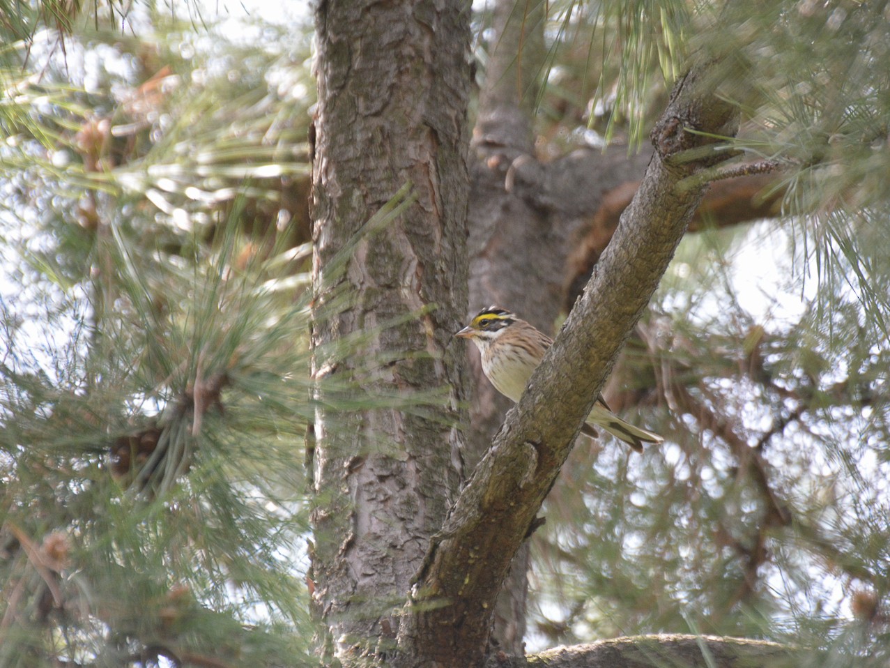 Yellow-browed Bunting - eBird