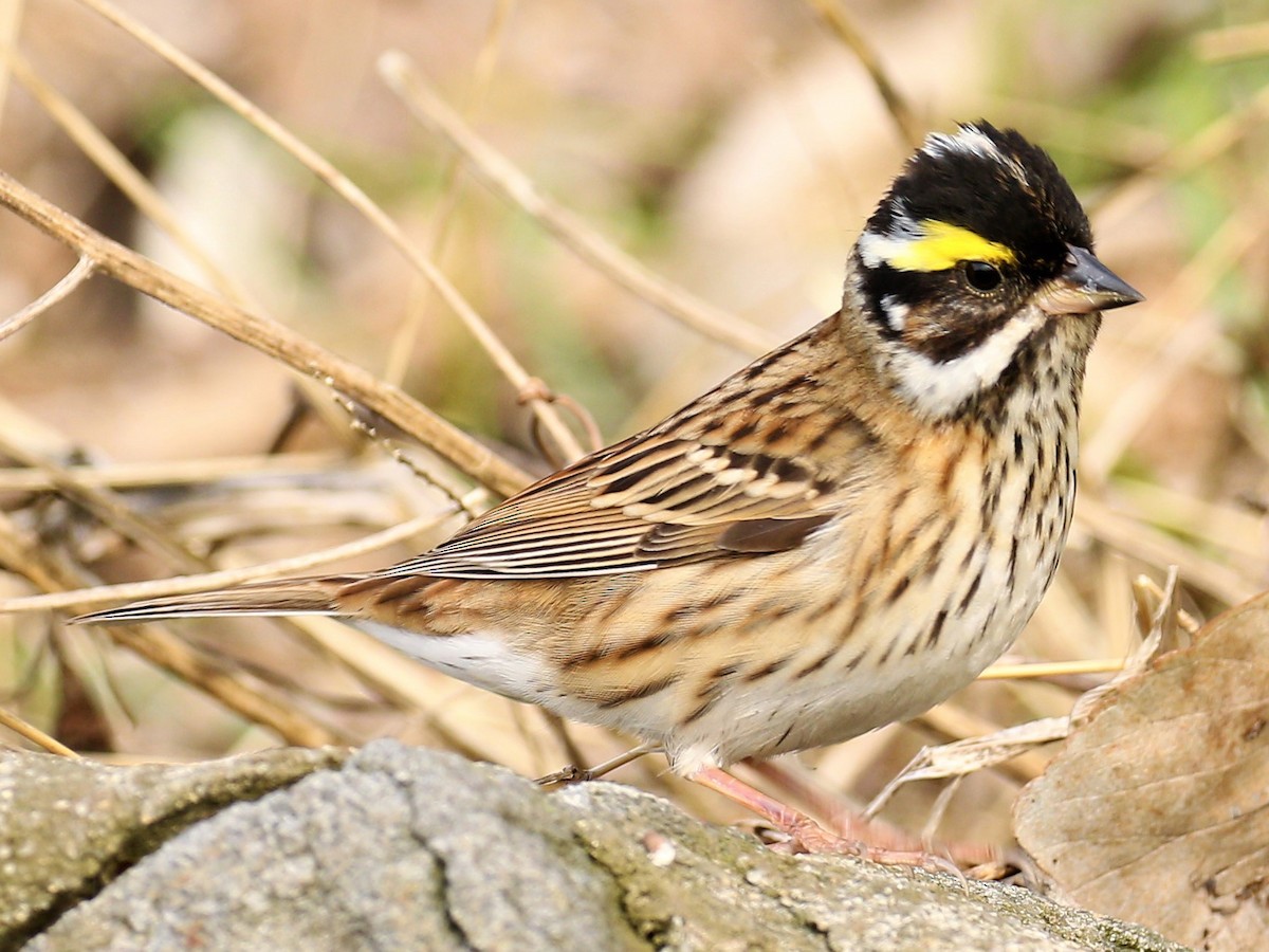 Yellow-browed Bunting - Emberiza chrysophrys - Birds of the World