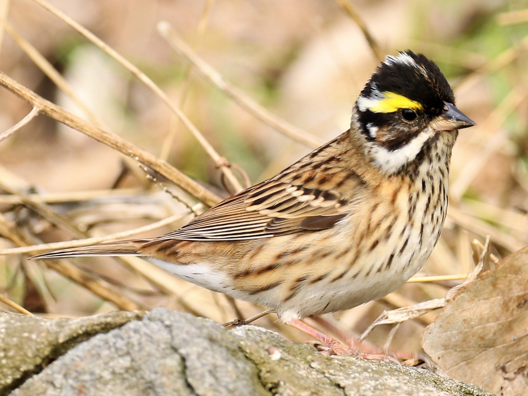 Yellow-browed Bunting - eBird