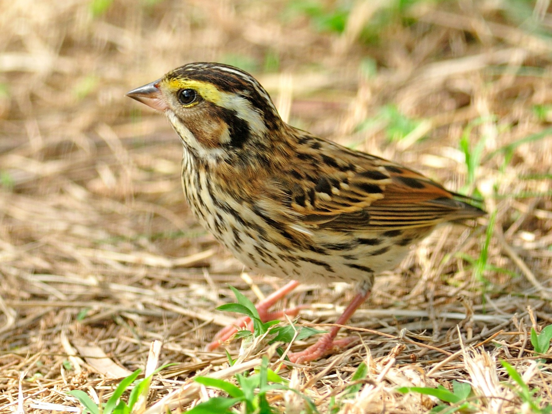 Yellow-browed Bunting - eBird