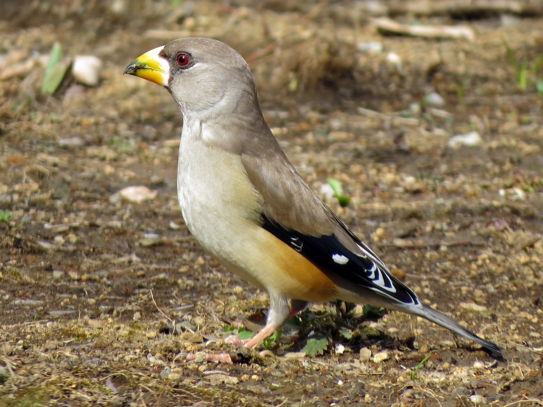 Grosbeak Identification