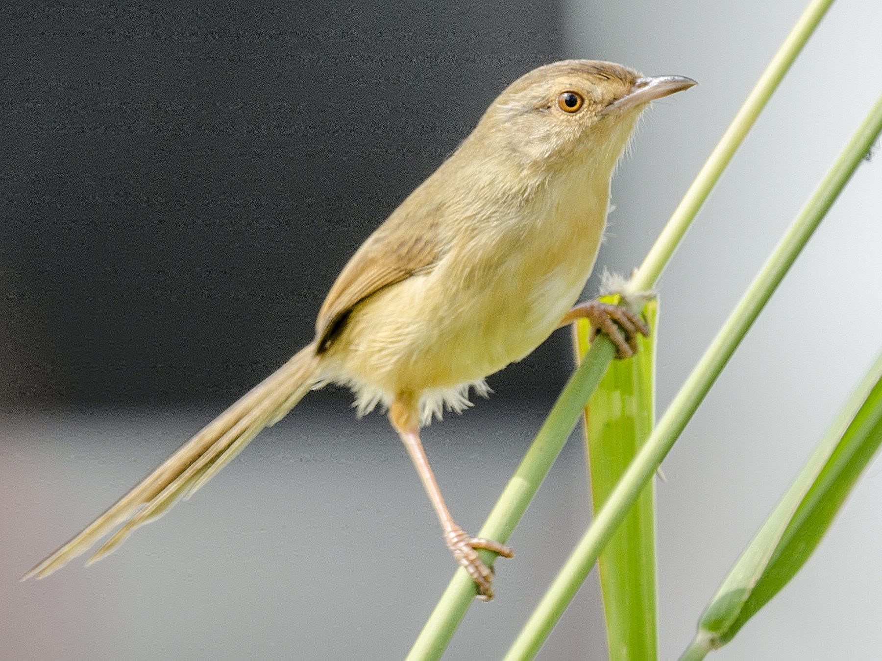 Yellow-bellied Prinia - eBird