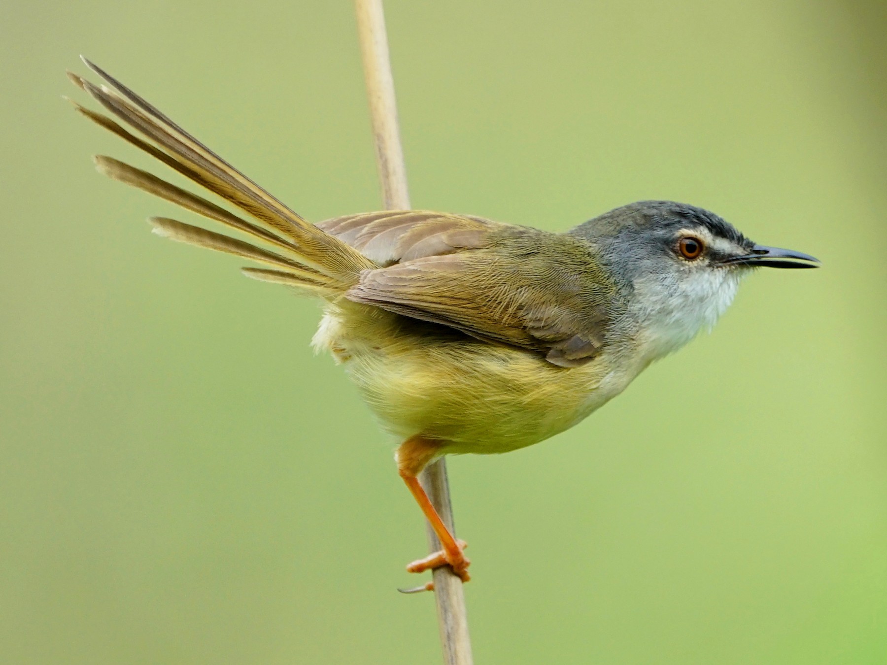 Yellow-bellied Prinia - eBird