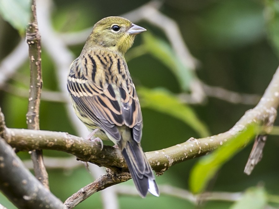 Yellow Bunting - eBird