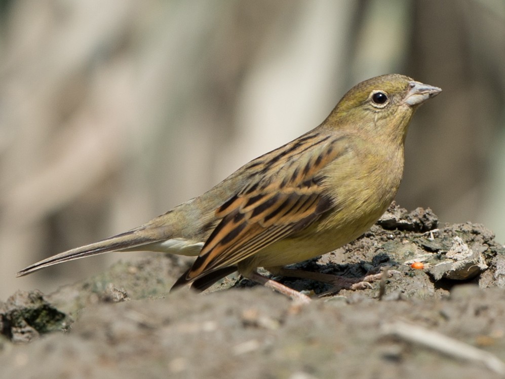 Yellow Bunting - eBird