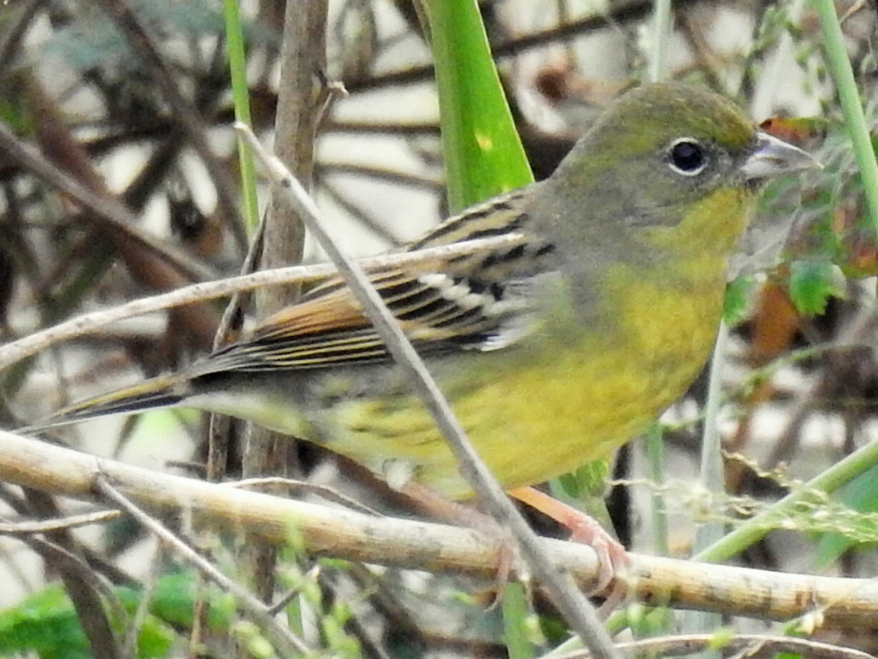 Yellow Bunting - eBird