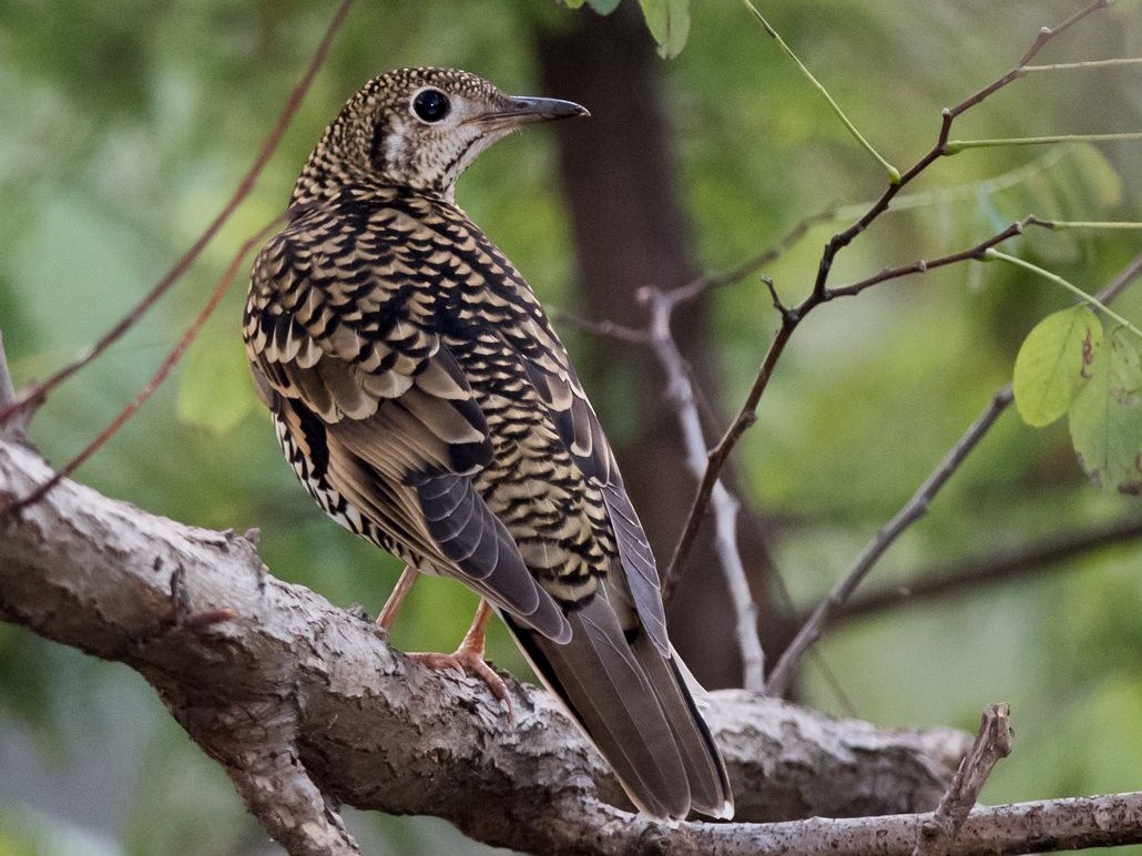 White's Thrush - eBird