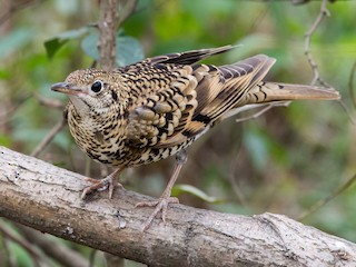 White's Thrush - eBird