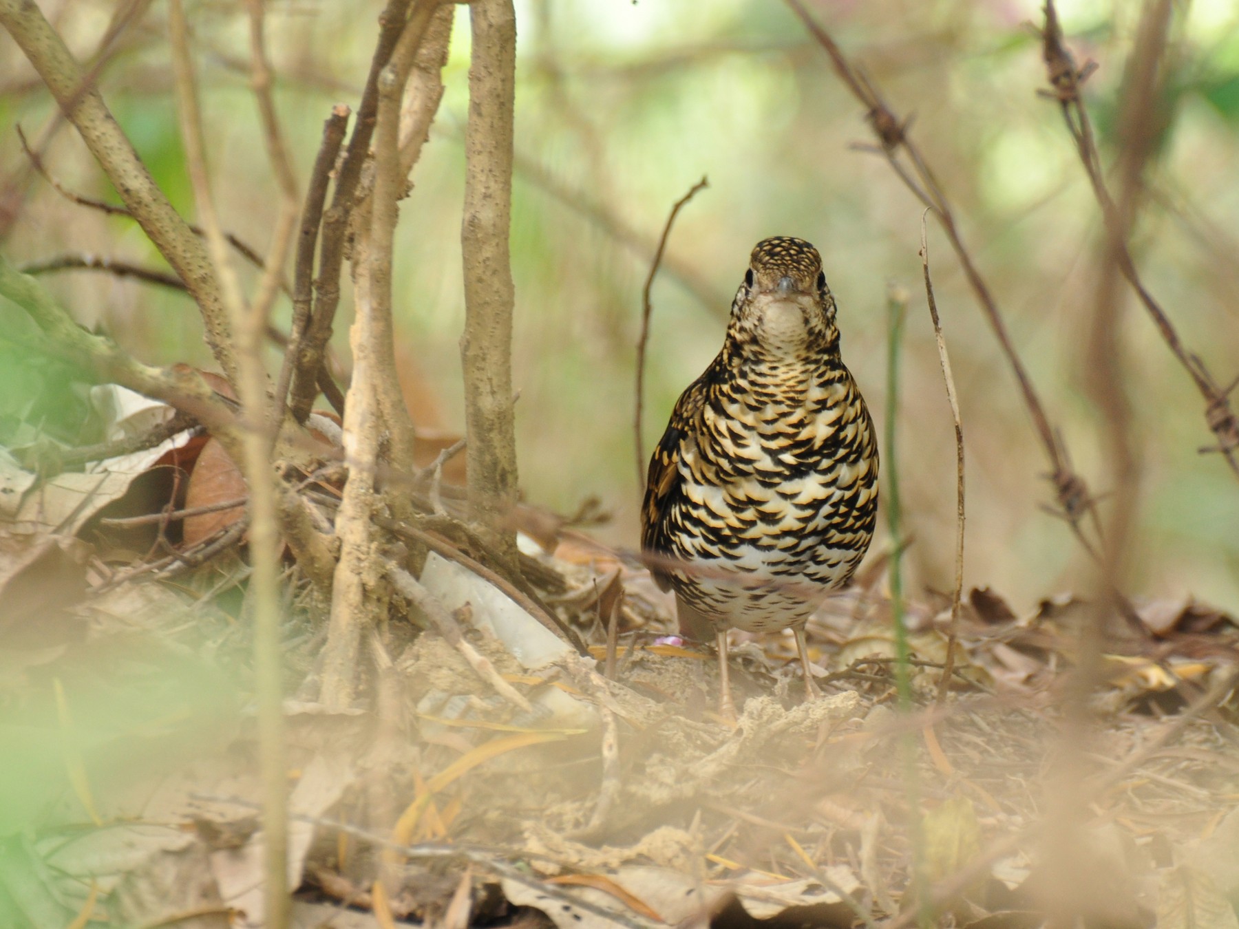 White's Thrush - eBird