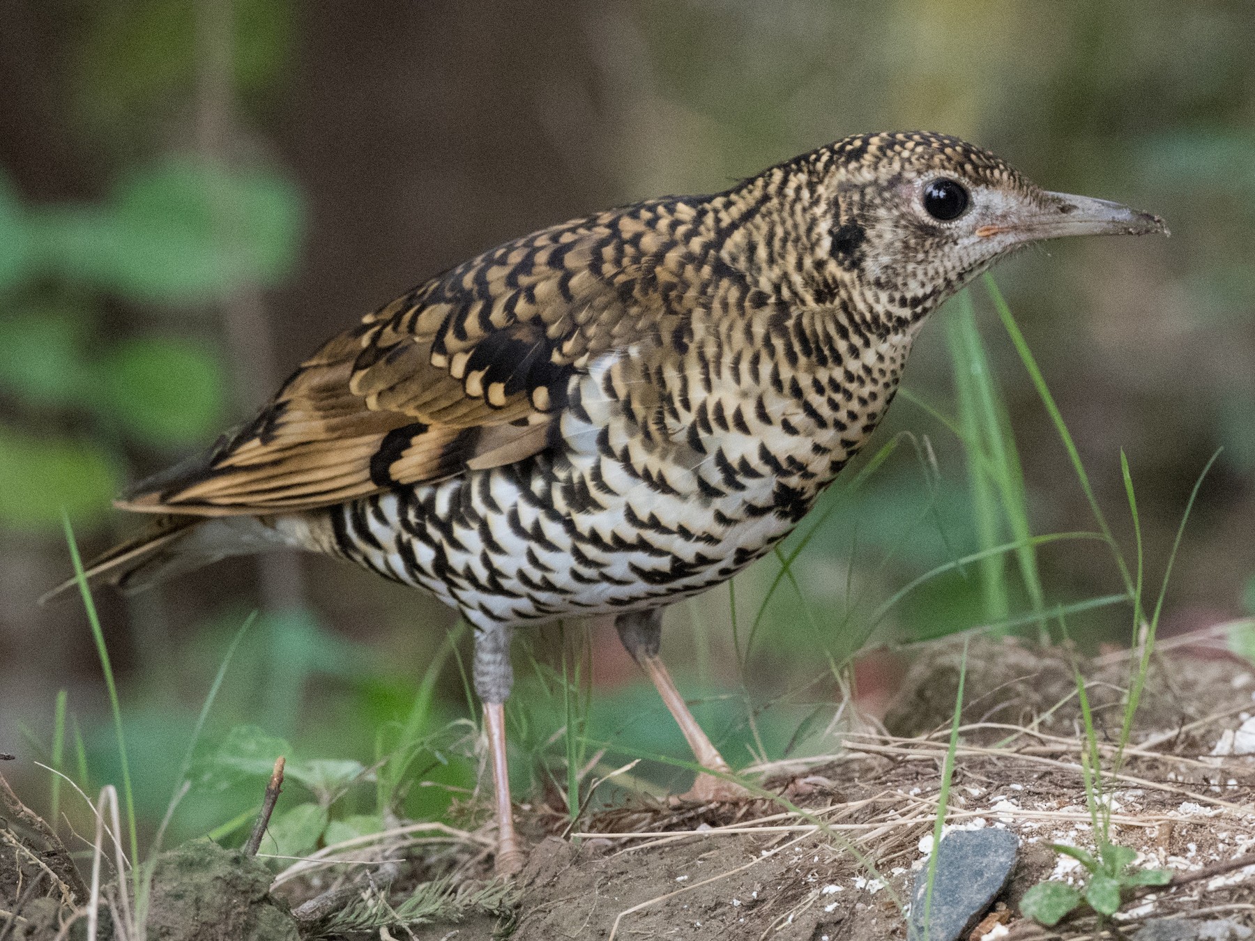 White's Thrush - eBird