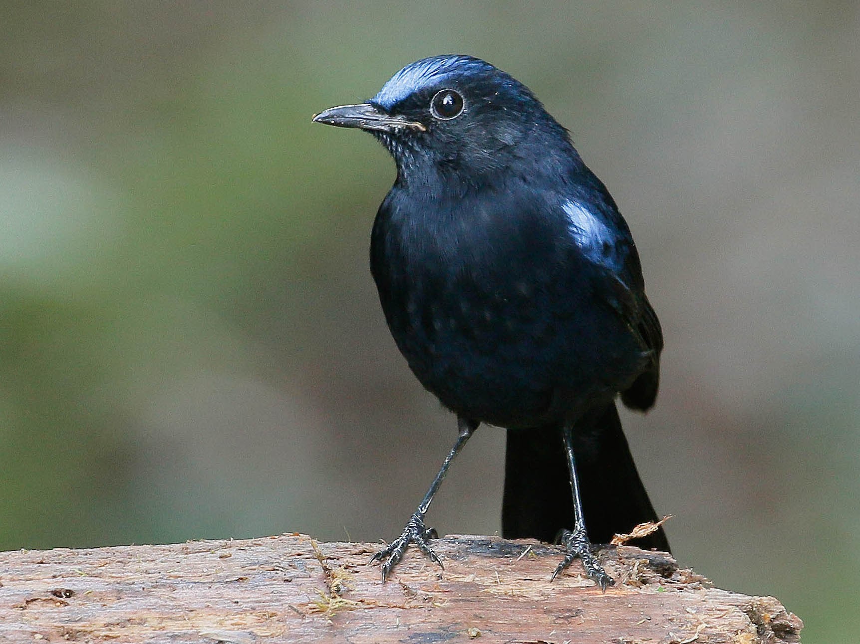White-tailed Robin - eBird