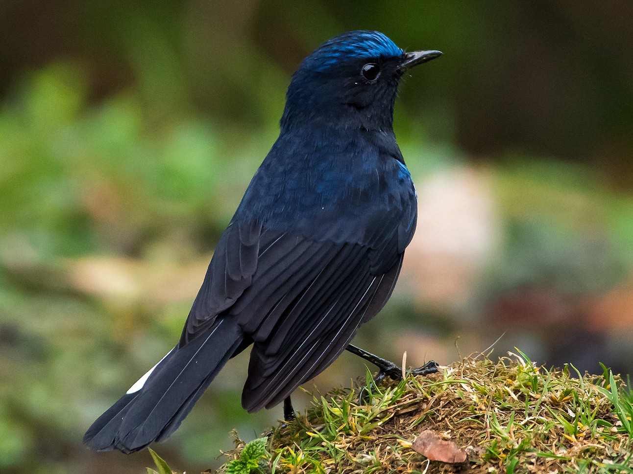 White-tailed Robin - eBird