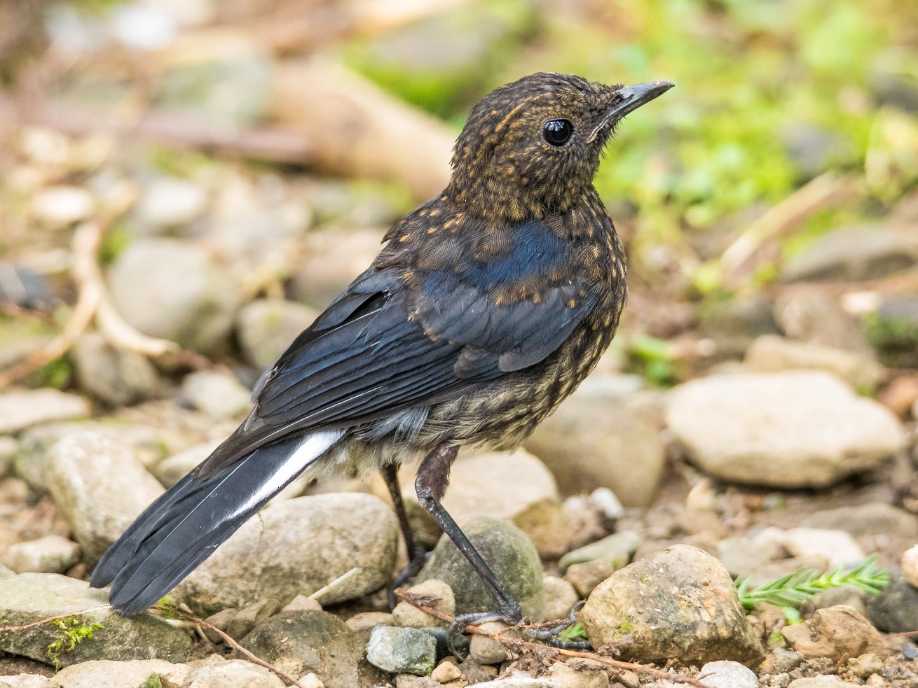 White-tailed Robin - eBird